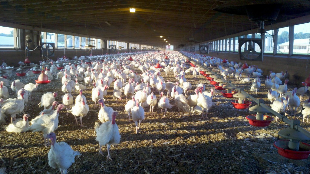 Manure Sales – Snider Farms LLC